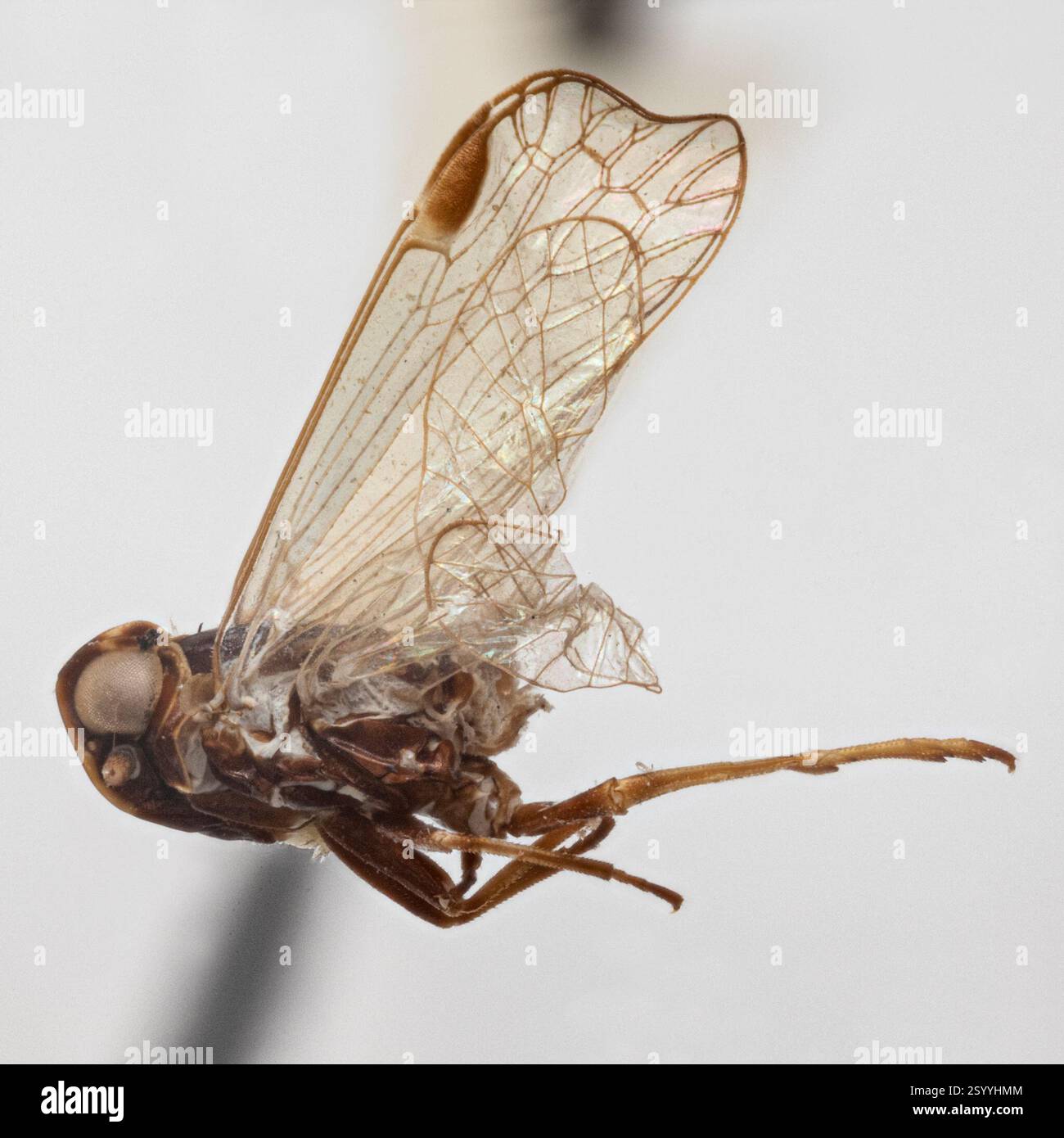 (Melanoliarus maidis), Insecta, St Augustine, Trinidad and Tobago, This ...