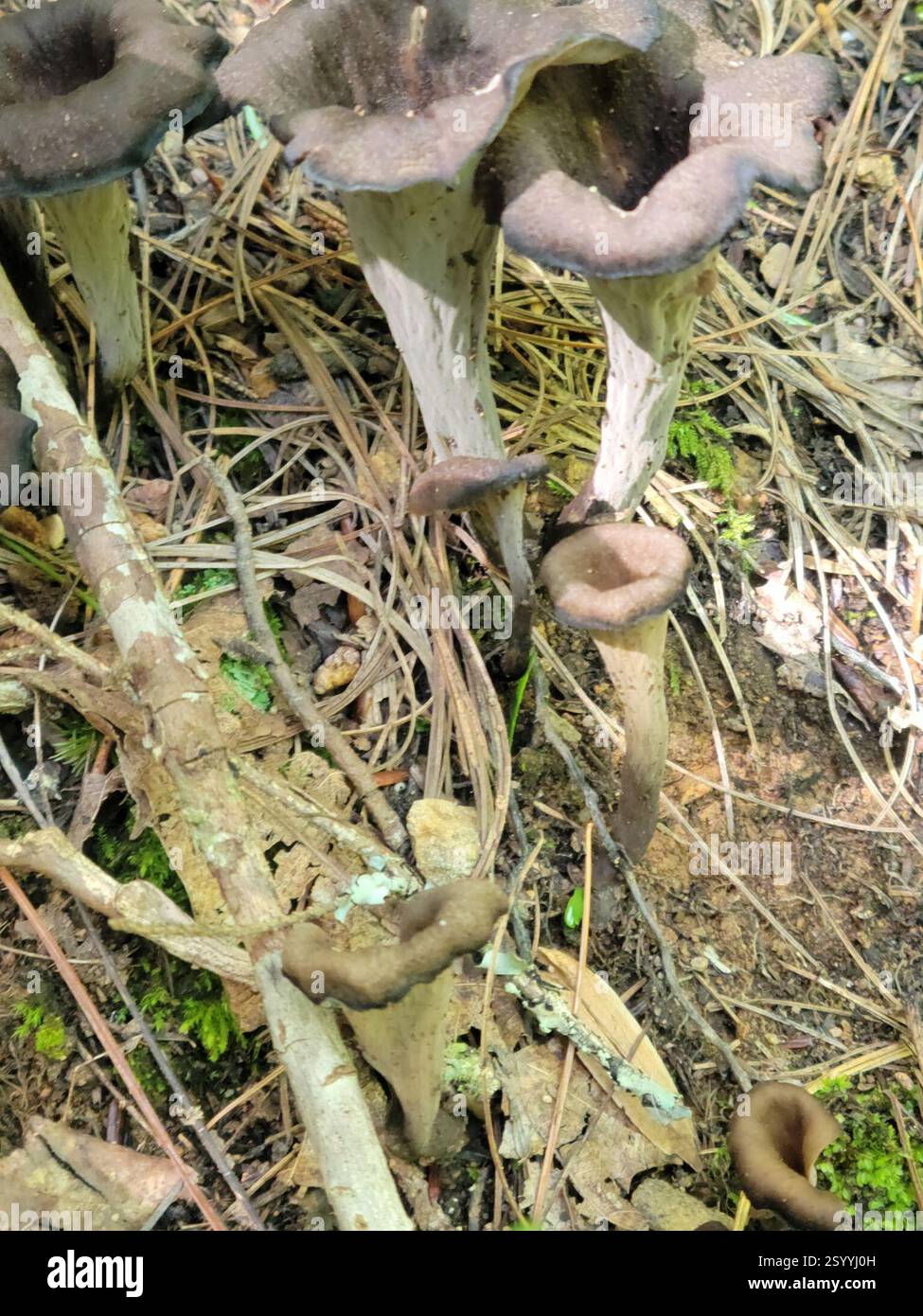 Eastern Black Trumpet (Craterellus fallax), Fungi, Speedwell, VA 24374 ...
