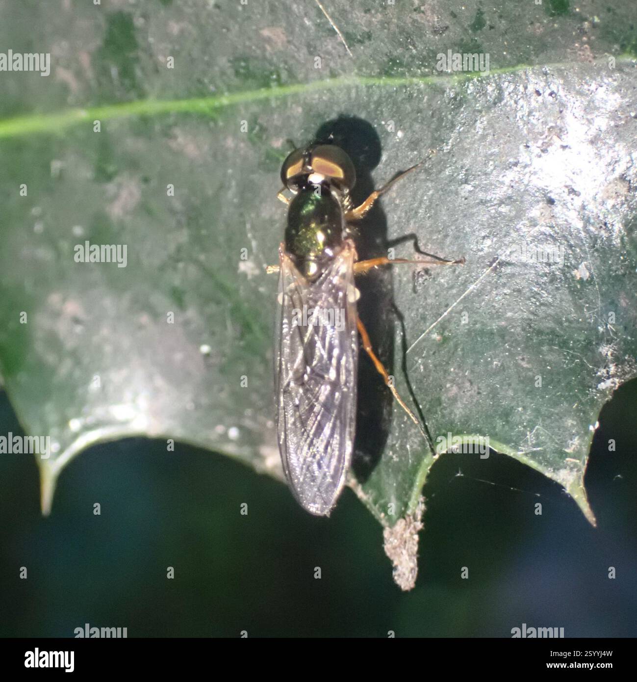 (Sargus), Insecta, BR2, UK Stock Photo - Alamy