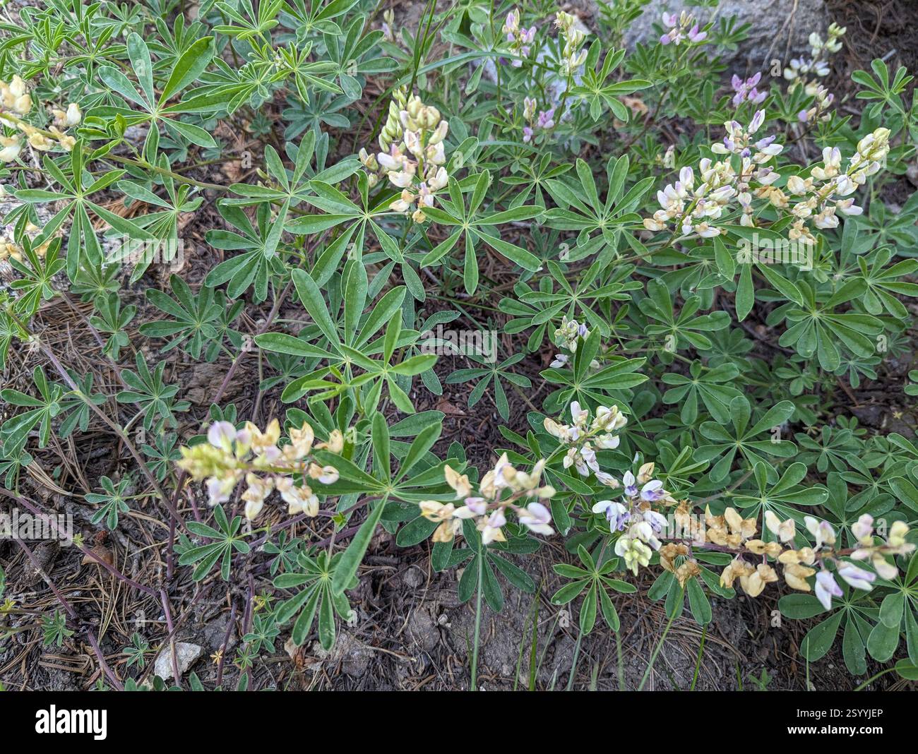 lupines (Lupinus), Plantae, Desolation Wilderness, Eldorado National ...