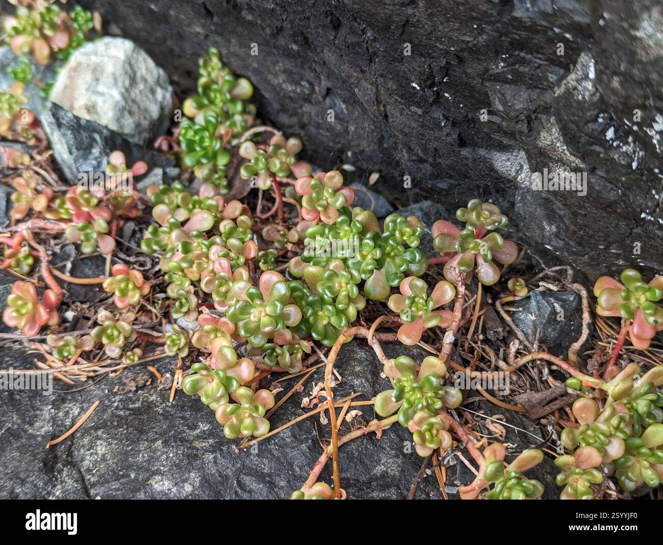 Oregon Stonecrop (Sedum oreganum), Plantae, Bowen Island, BC, Canada ...