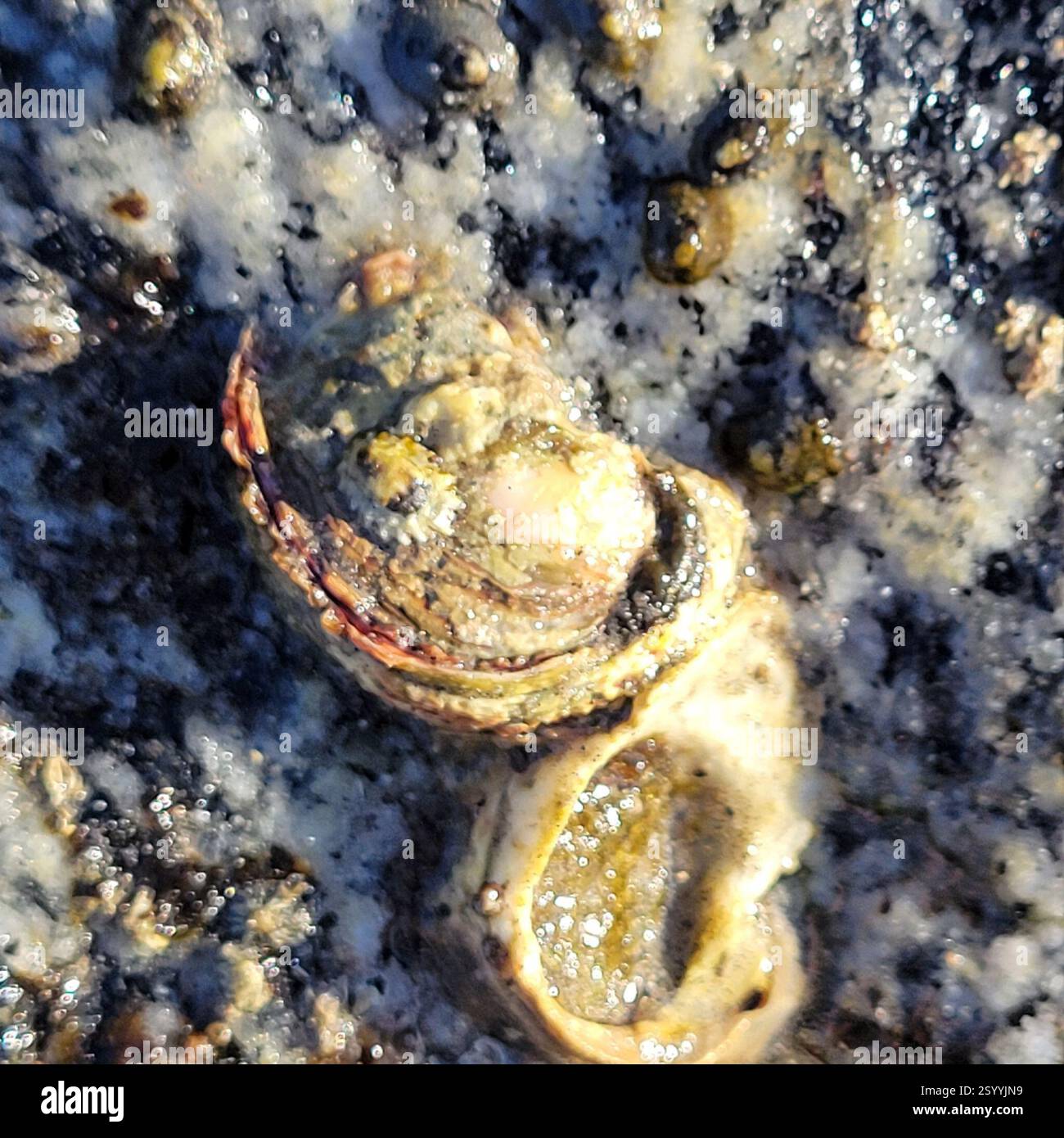 Reversed Chama (Pseudochama exogyra), Mollusca, Venice, CA 90291, USA ...