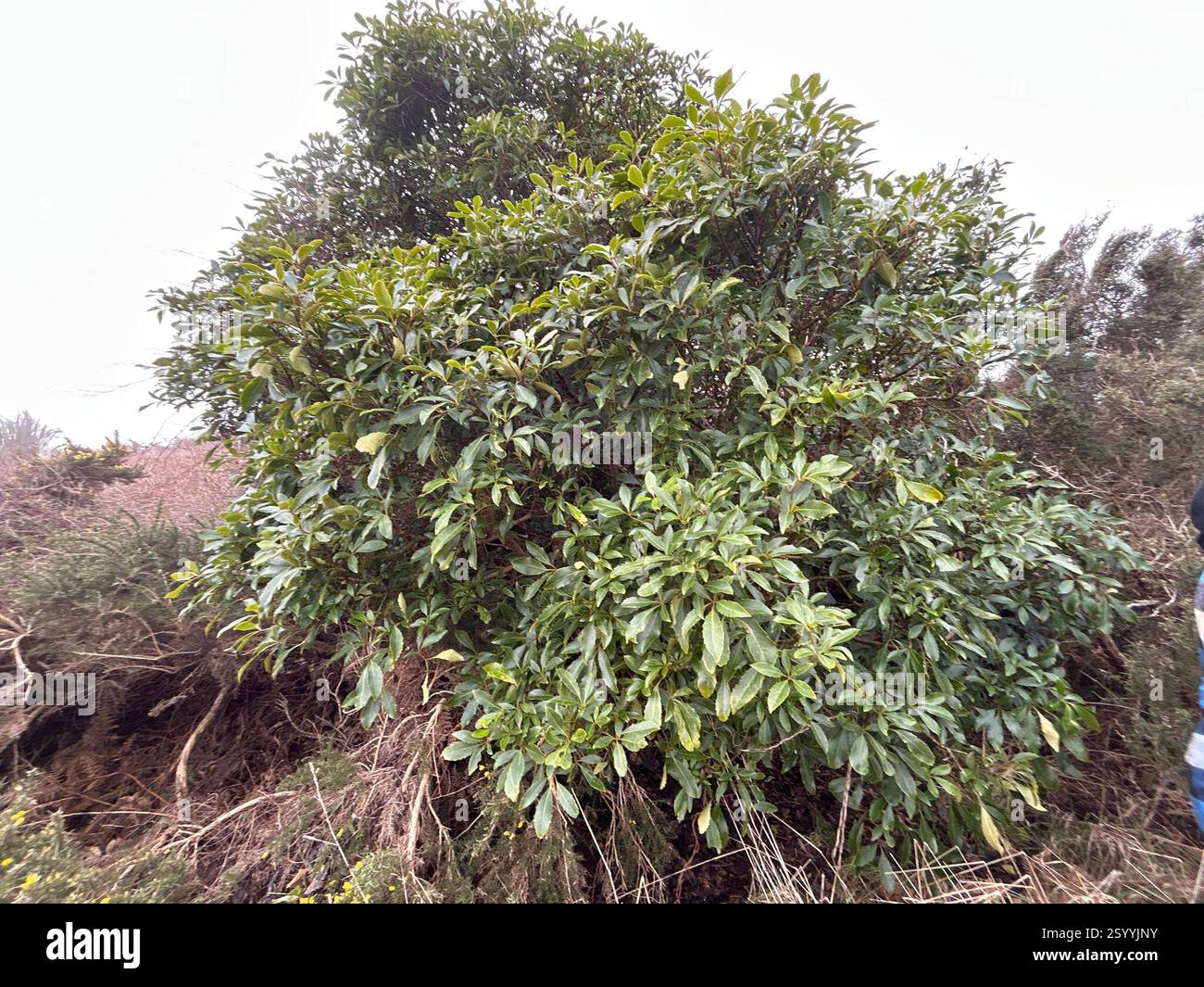 five finger (Pseudopanax arboreus), Plantae, Coopers Knob, Tai Tapu ...