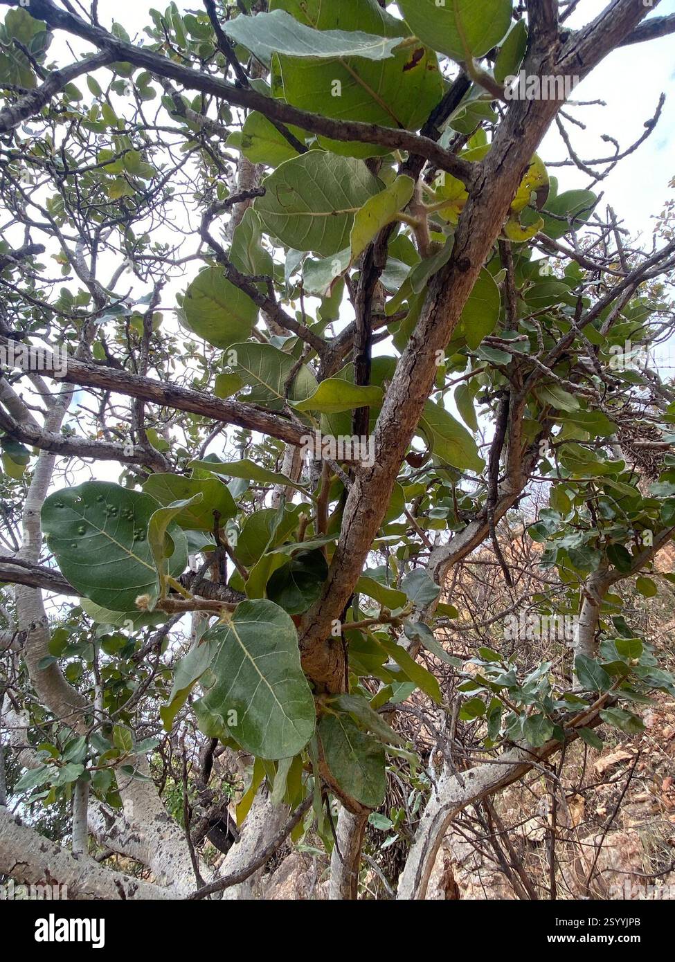 Mountain rock fig (Ficus glumosa), Plantae, Polokwane Rural, Pietersburg, LP, ZA Stock Photo - Alamy