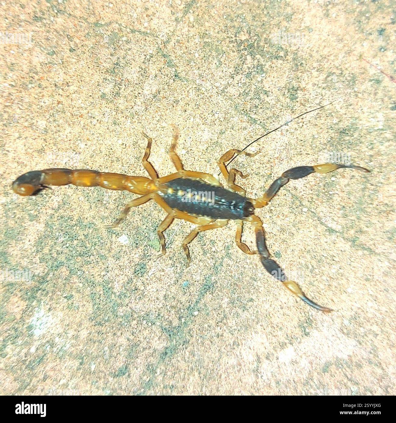 (Centruroides flavopictus), Arachnida, Obrero SB, Zona Centro, Centro ...
