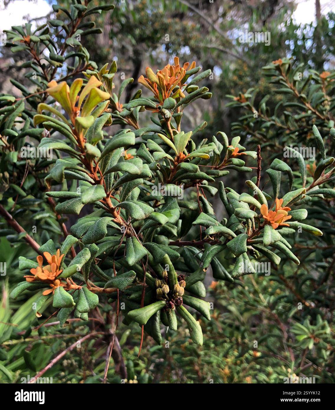 rusty staggerbush (Lyonia ferruginea), Plantae, Dunedin, FL, US Stock ...