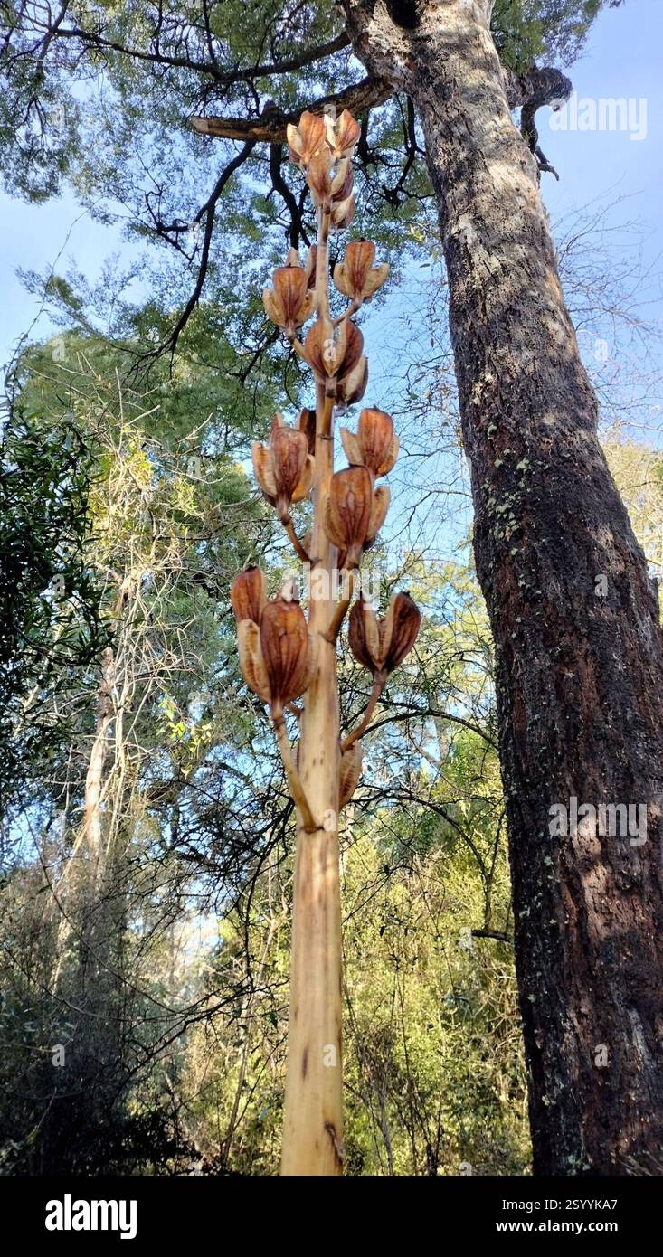 Giant Himalayan Lily (Cardiocrinum giganteum), Plantae, Sheffield 7500 ...