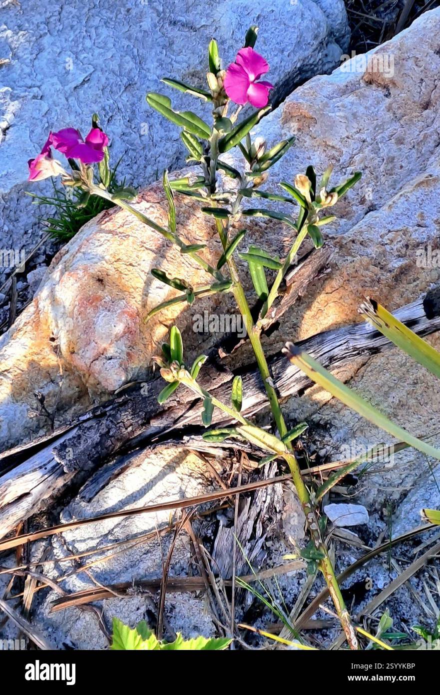 Willow Cape Sweetpea (Podalyria oleifolia), Plantae, Betty's Bay, 7141 ...