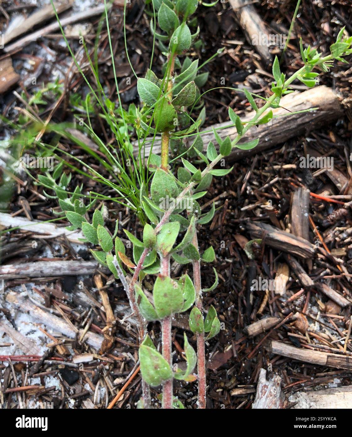 Lechea cernua hi-res stock photography and images - Alamy