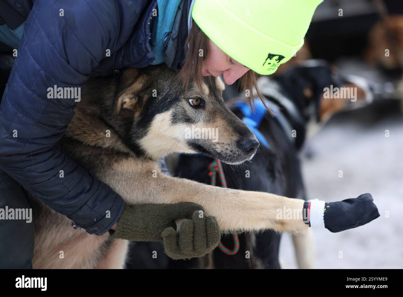 Sydnie Bahl (8), of Wasilla, Alaska, examines the leg of a sled dog ...