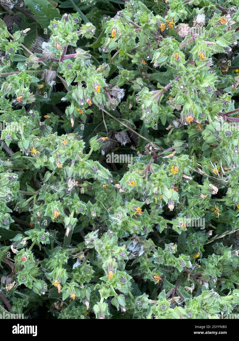 bristly oxtongue (Helminthotheca echioides), Plantae, Canewdon ...