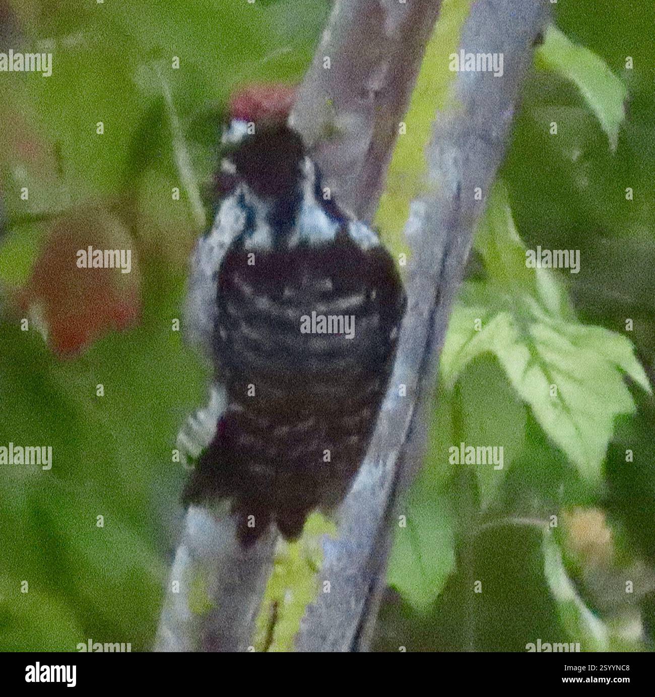Nuttall's Woodpecker (Dryobates nuttallii), Aves, Country Park Rd ...