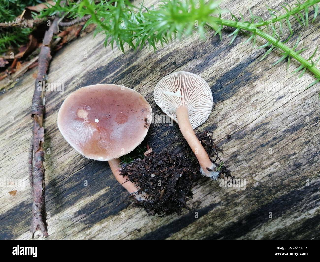 Birch Milkcap (Lactarius tabidus), Fungi, Bondoraszó, Románia Stock ...