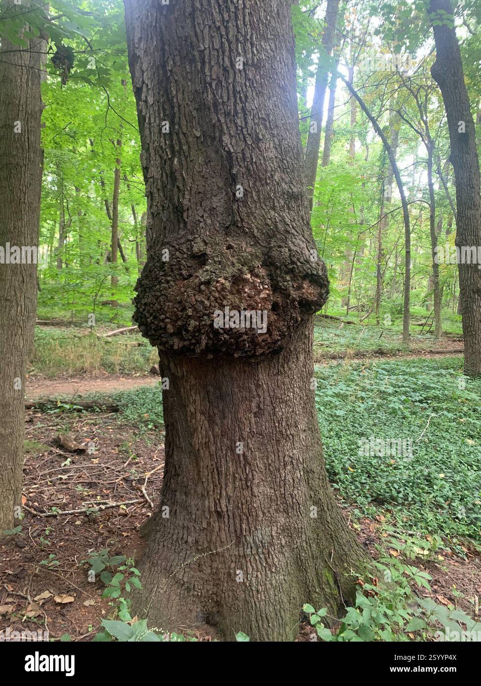 bacterial crown gall (Agrobacterium radiobacter), , The Arboretum State ...