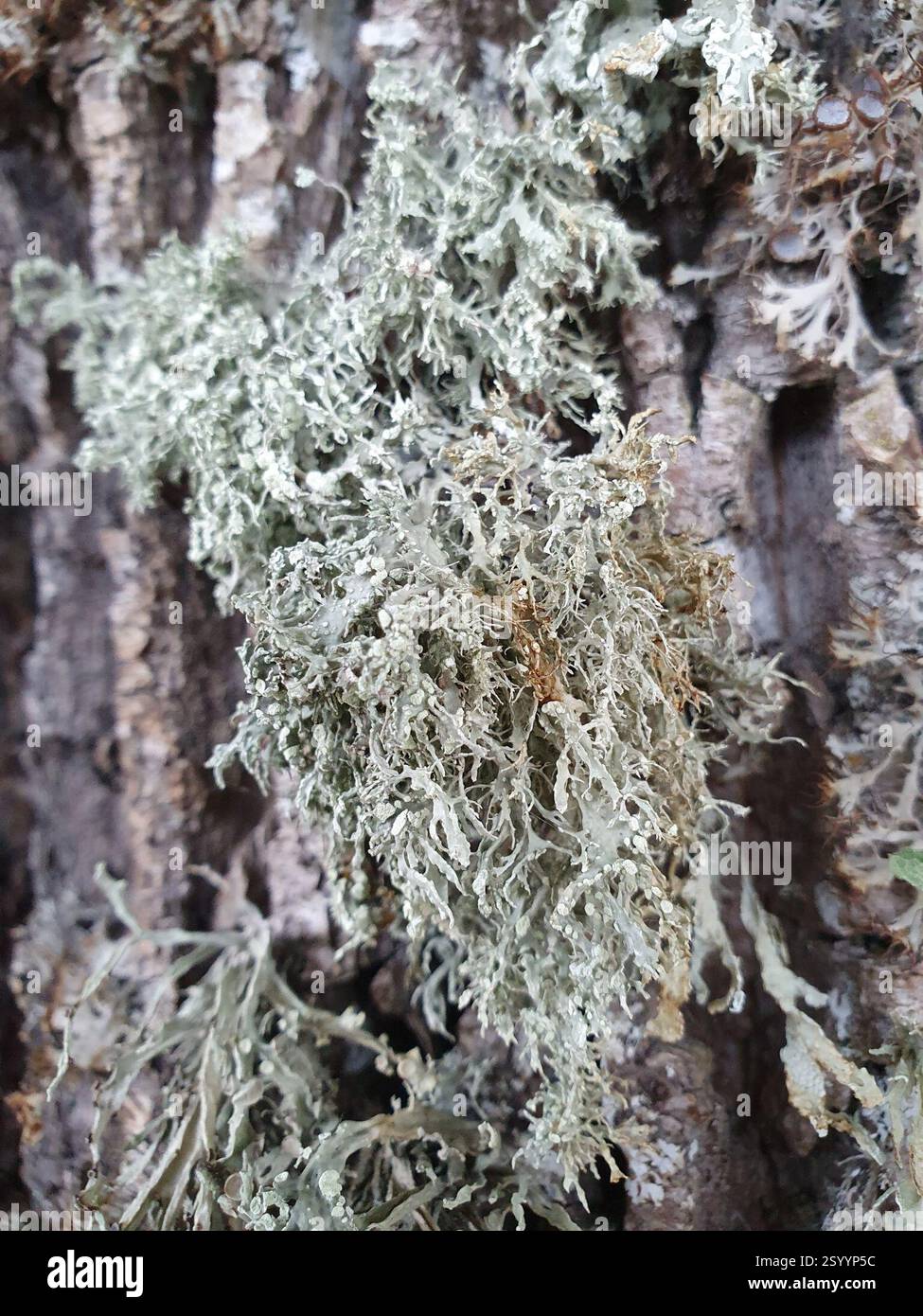 bushy lichens (Ramalina), Fungi, Tierps kyrka, 815 91 Tierp, Sverige ...
