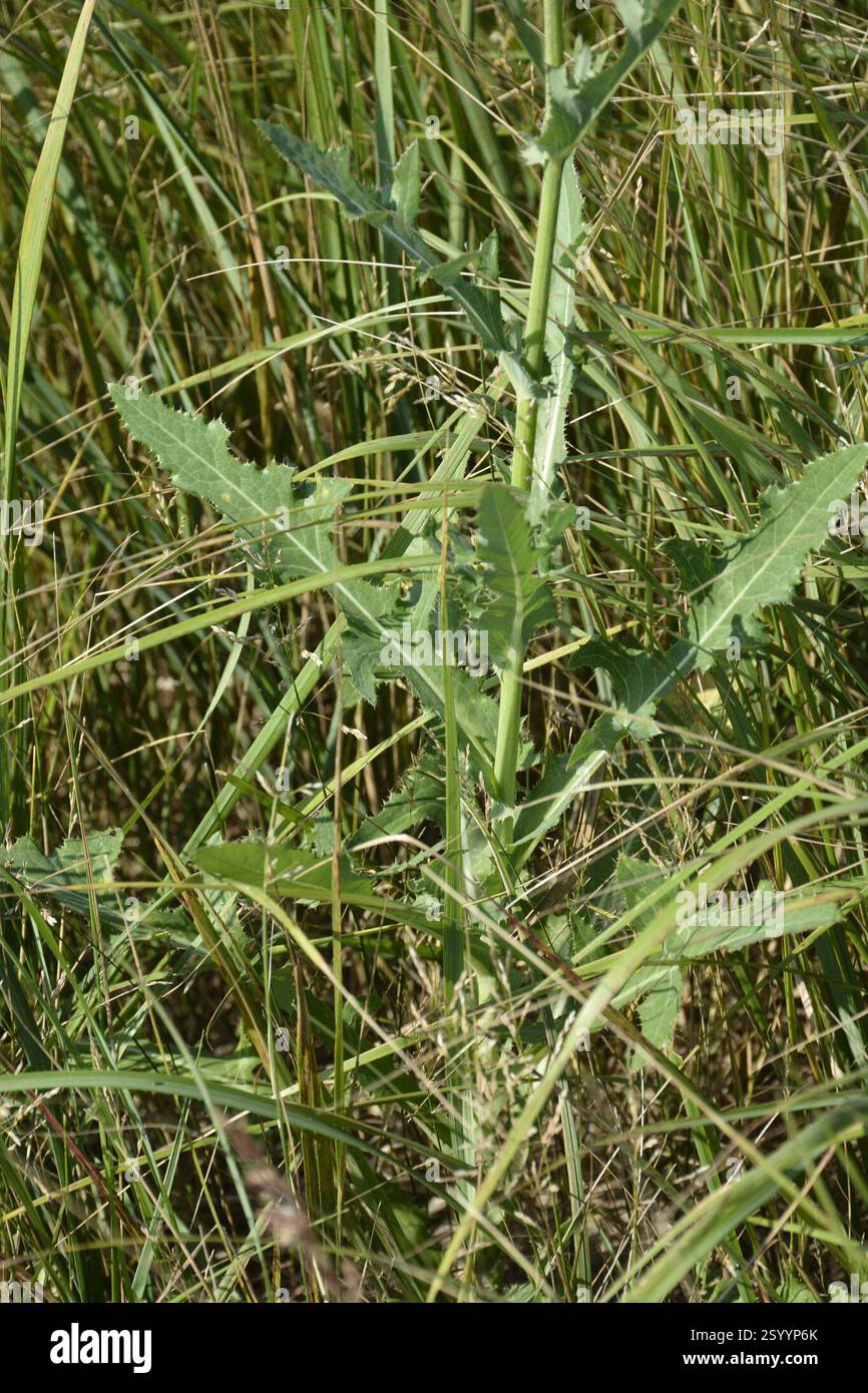 Smooth Field Sowthistle (Sonchus arvensis uliginosus), Plantae, Климово ...