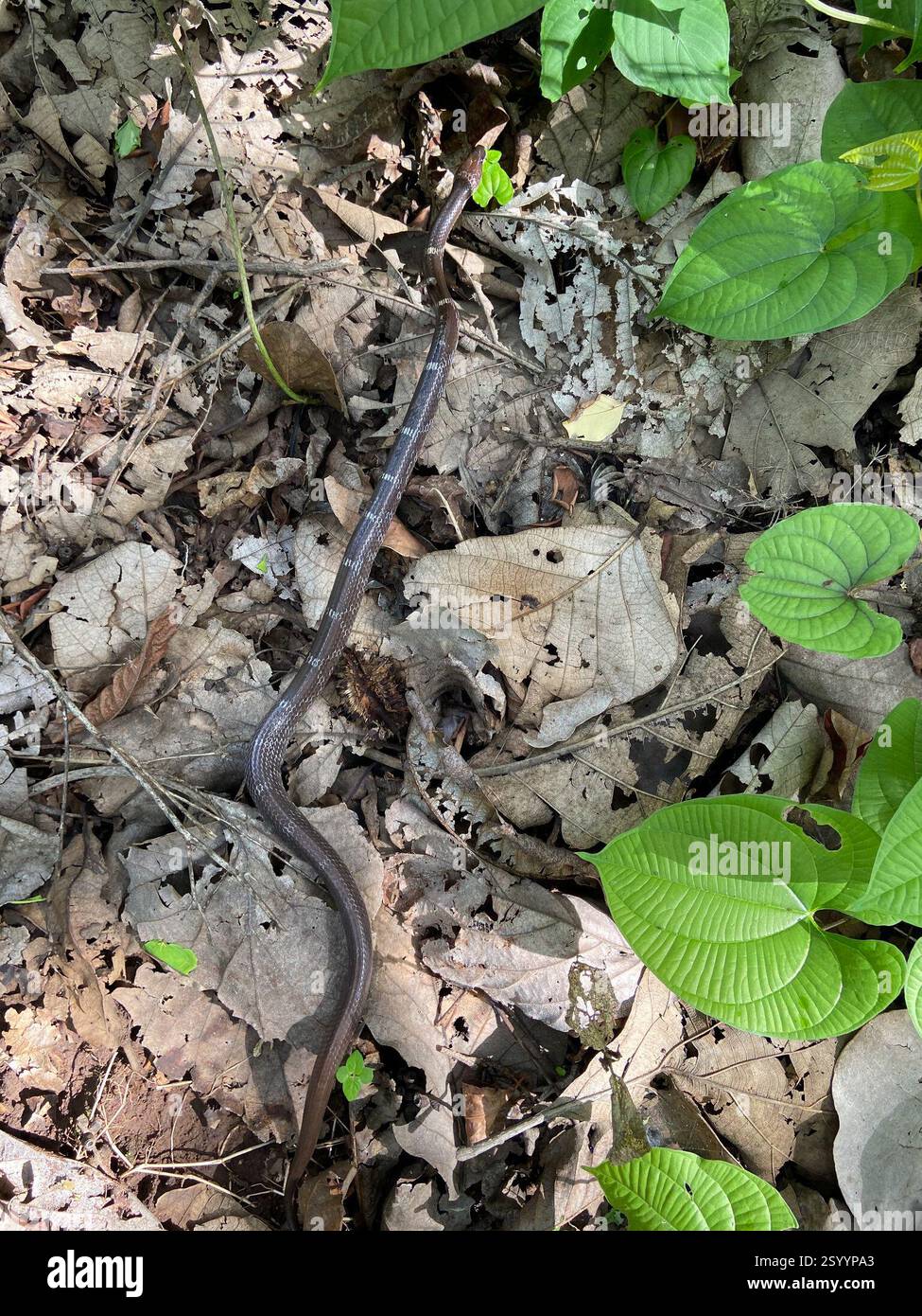 Indian Wolf Snake (Lycodon aulicus), Reptilia, Dolvan, Tapi, GJ, IN ...