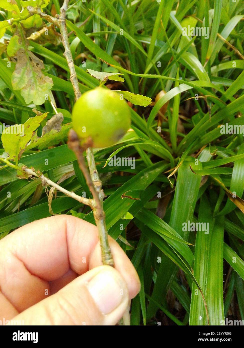 Oak Marble Gall Wasp (Andricus kollari), Insecta, Gorebridge, UK Stock ...