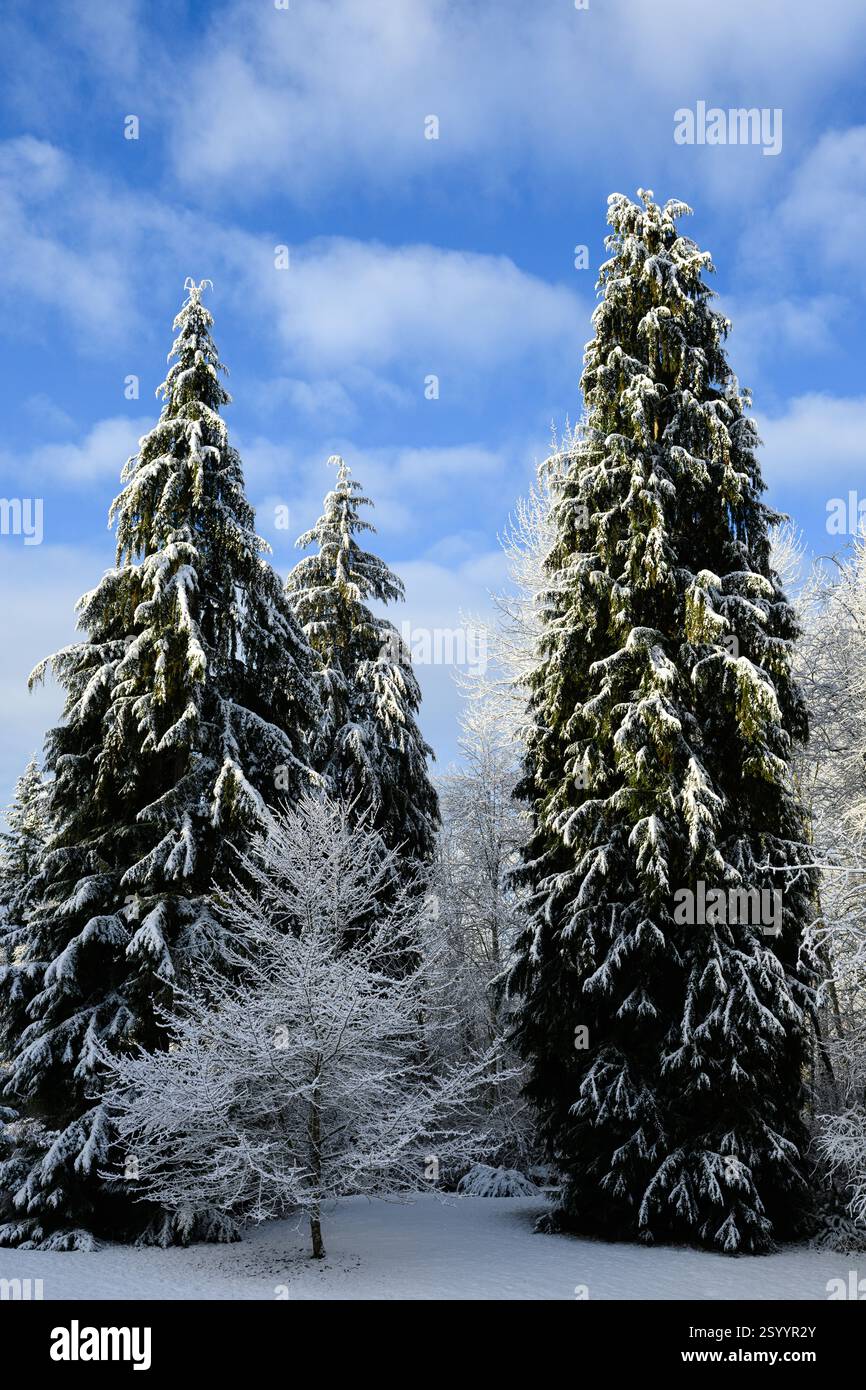 Scenic winter landscape of tall snow covered evergreen fir trees with ...