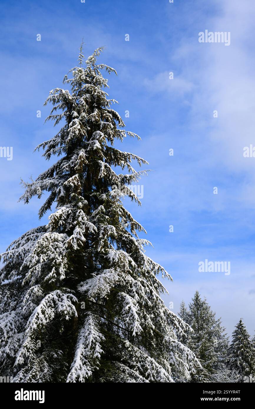 Winter view of western hemlock fir tree coated in fresh snow with blue ...