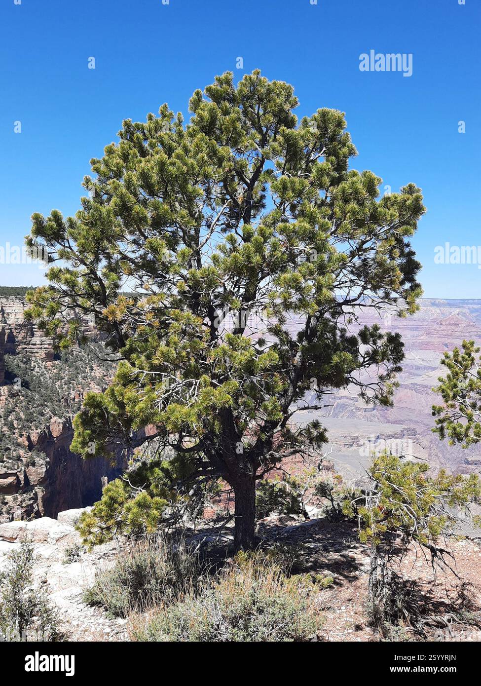 Colorado Pinyon (Pinus edulis), Plantae, Grand Canyon Village, AZ 86023 ...