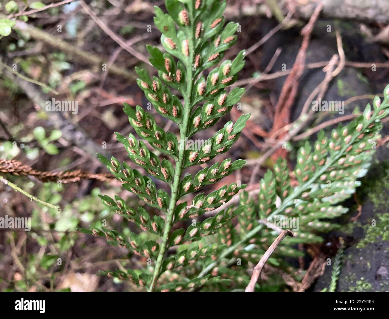 hen and chickens fern (Asplenium gracillimum), Plantae, Fendalton ...