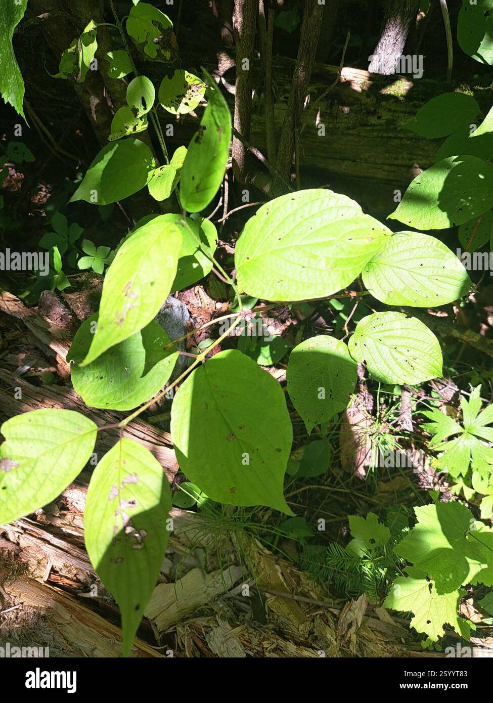 Round-leaved Dogwood (Cornus rugosa), Plantae, St. Joseph's Island, CA ...