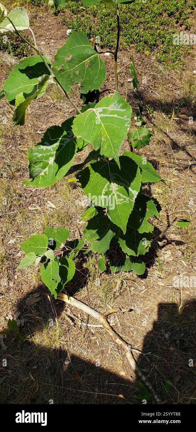 poplars, cottonwoods, and aspens (Populus), Plantae, Lake of the Clouds ...