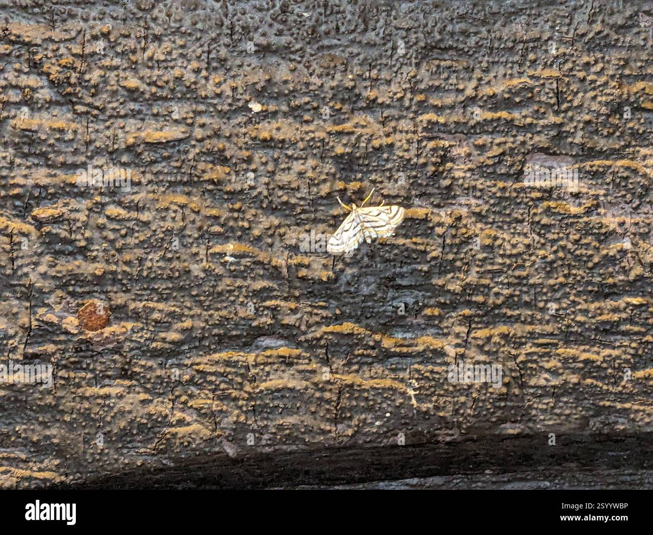 Chestnut-marked Pondweed Moth (Parapoynx badiusalis), Insecta, Marten ...