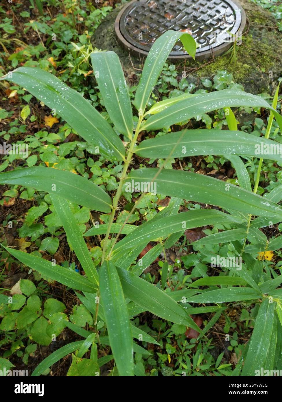 switch cane (Arundinaria tecta), Plantae, Carrollton, GA, USA Stock ...