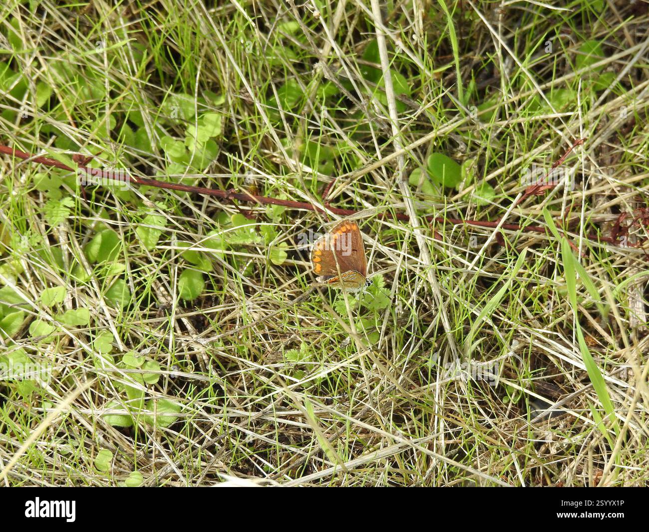 Brown Argus (Aricia agestis), Insecta, Mannheim, Germany Stock Photo ...