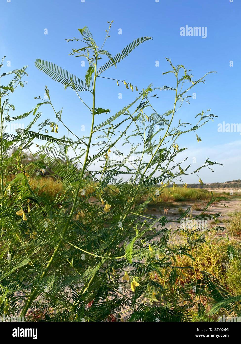 bigpod sesbania (Sesbania herbacea), Plantae, Belton Lake, Killeen, TX ...