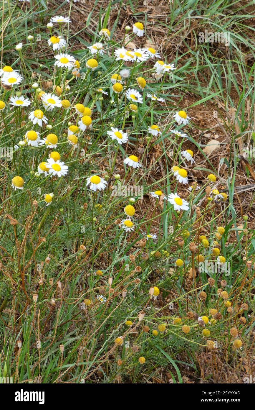 scentless mayweed (Tripleurospermum inodorum), Plantae, 78176 Blumberg ...
