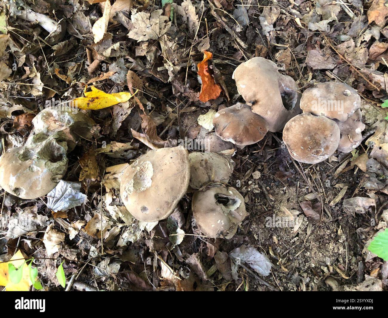Black Velvet Bolete (Tylopilus alboater), Fungi, Maryland, US, Several ...