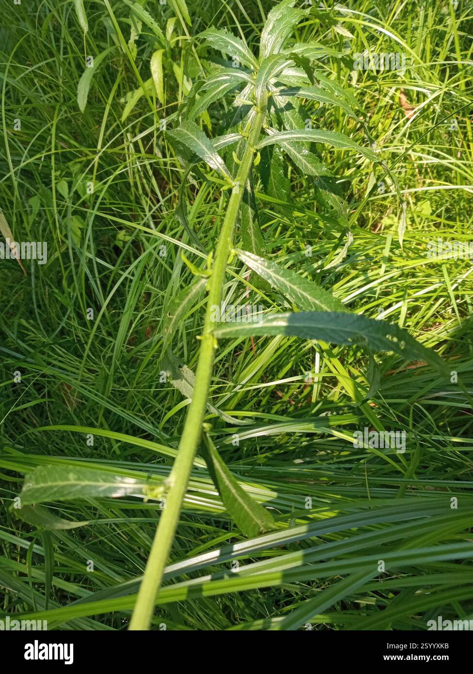 fen ragwort (Jacobaea paludosa), Plantae, Пуховичский район, Беларусь ...