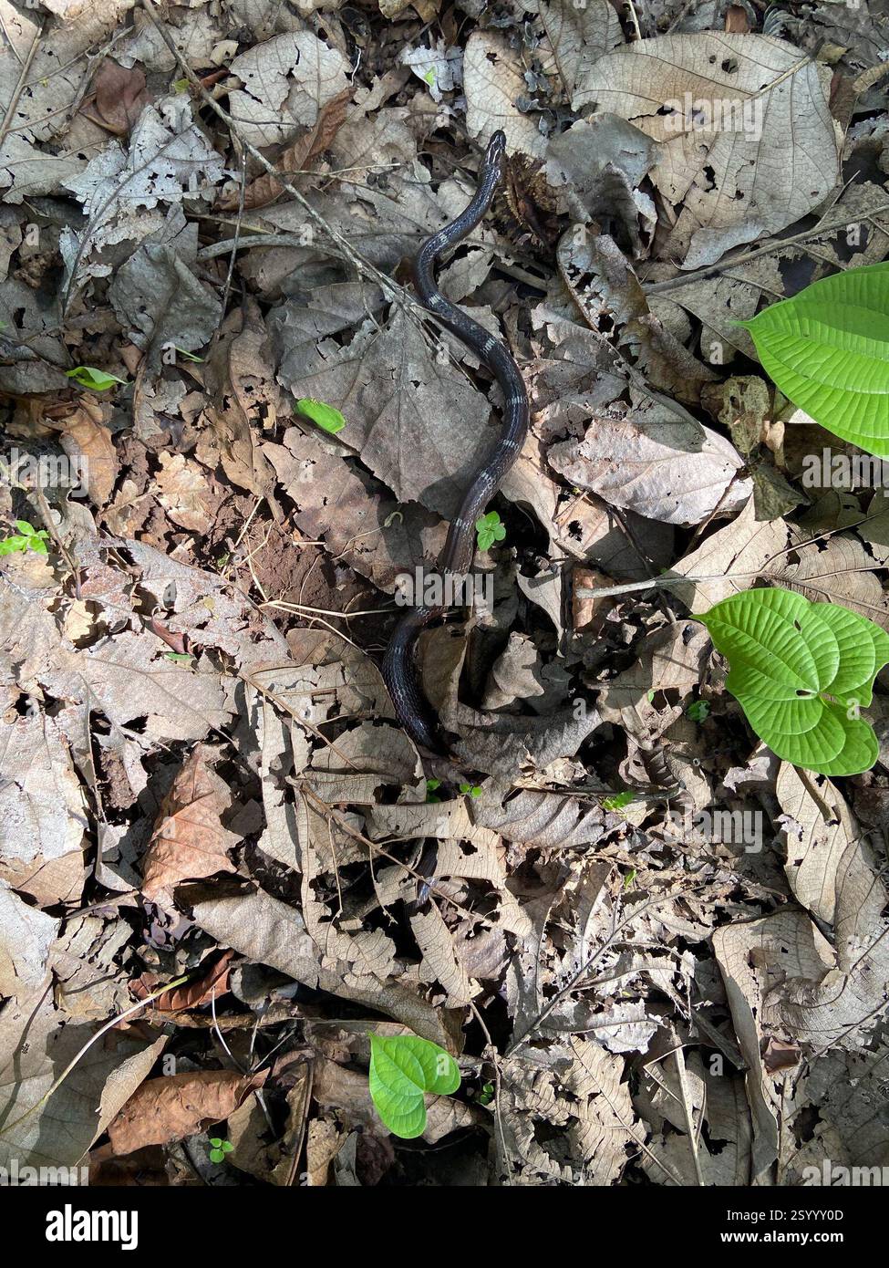 Indian Wolf Snake (Lycodon aulicus), Reptilia, Dolvan, Tapi, GJ, IN ...