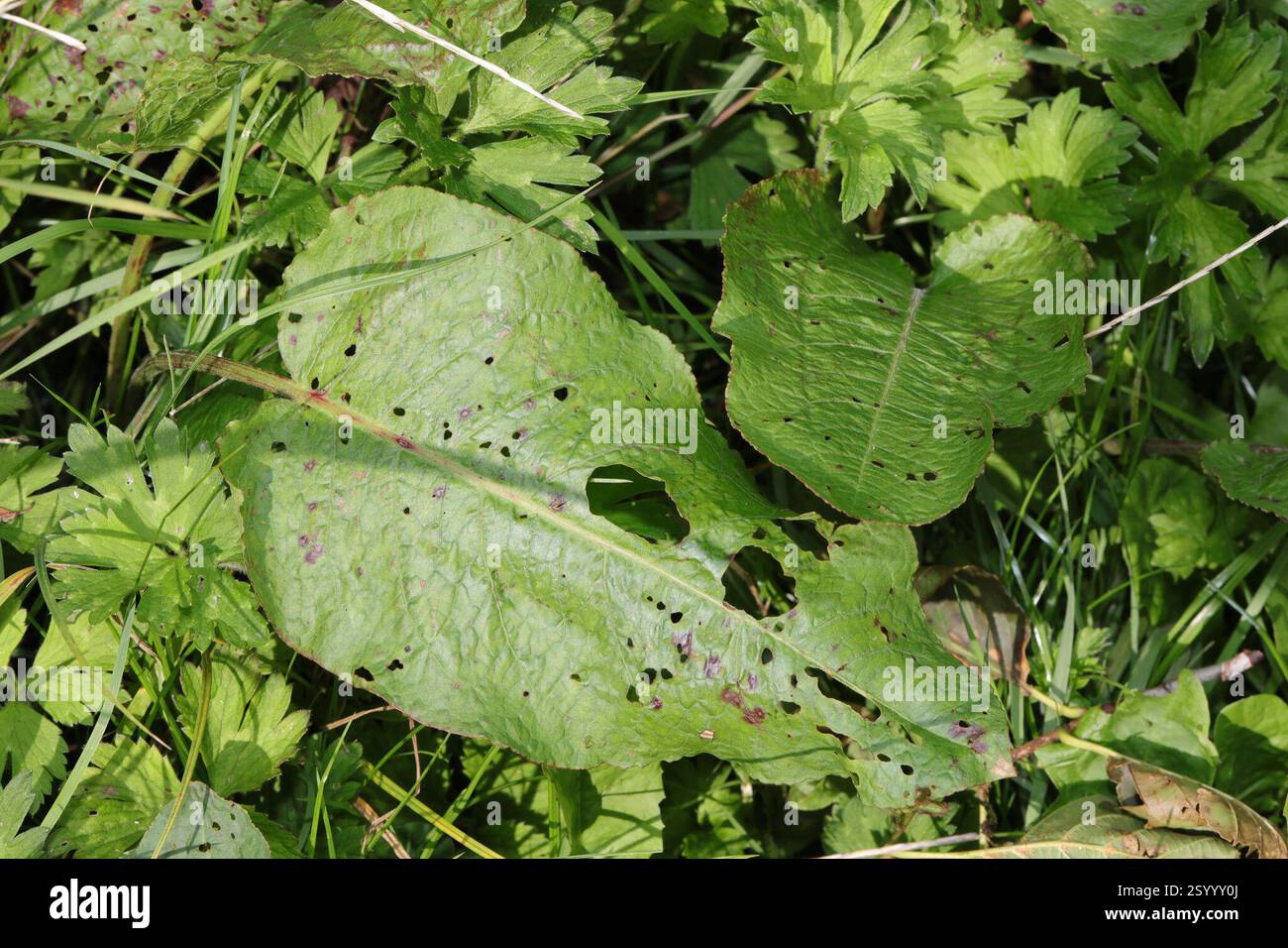 broad-leaved dock (Rumex obtusifolius), Plantae, Leeds Liverpool Canal ...