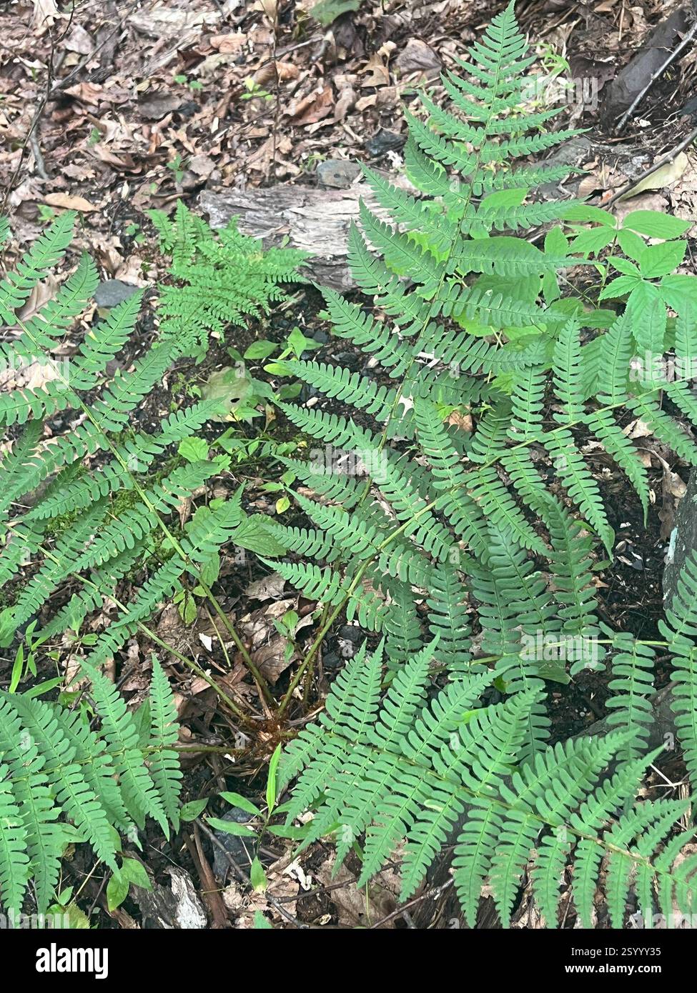 marginal wood fern (Dryopteris marginalis), Plantae, Pennsylvania, US ...