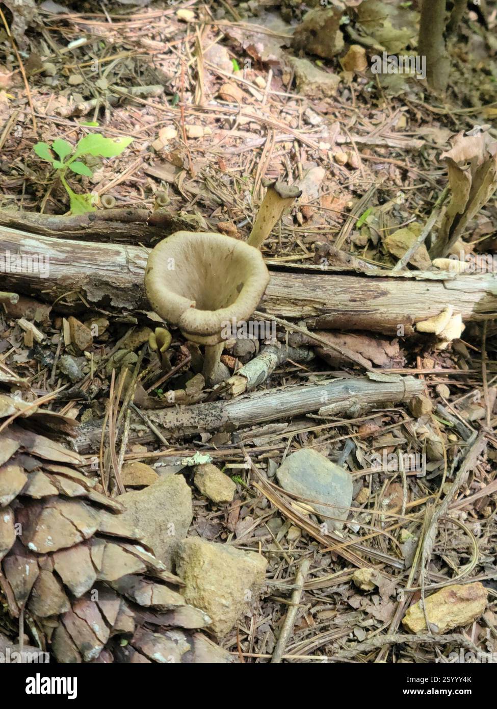Eastern Black Trumpet (Craterellus fallax), Fungi, Speedwell, VA 24374 ...