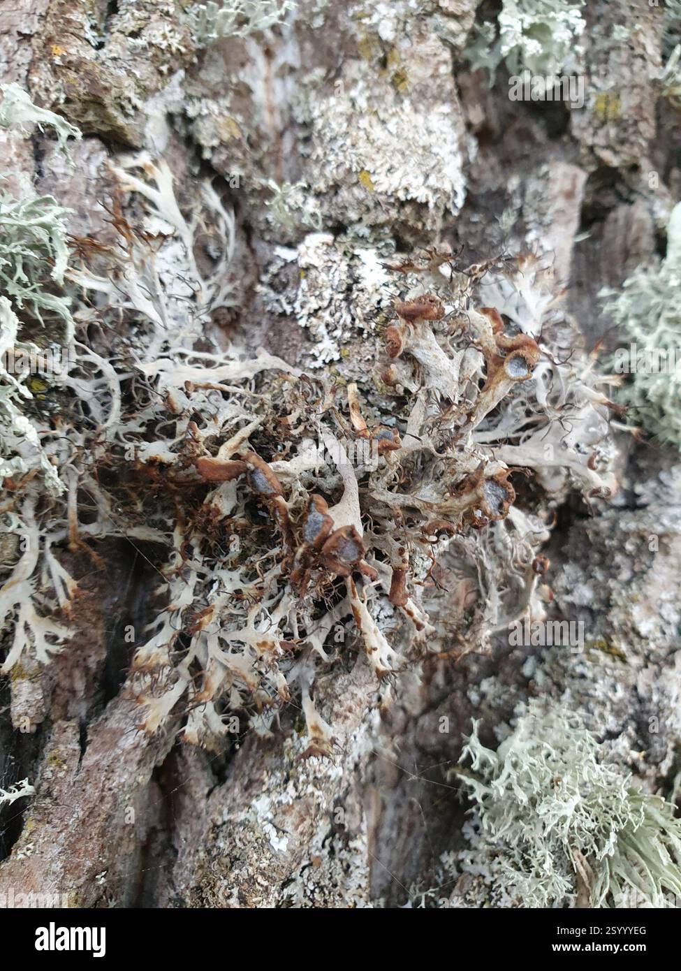 Great Ciliated Lichen (Anaptychia ciliaris), Fungi, Tierps kyrka, 815 ...