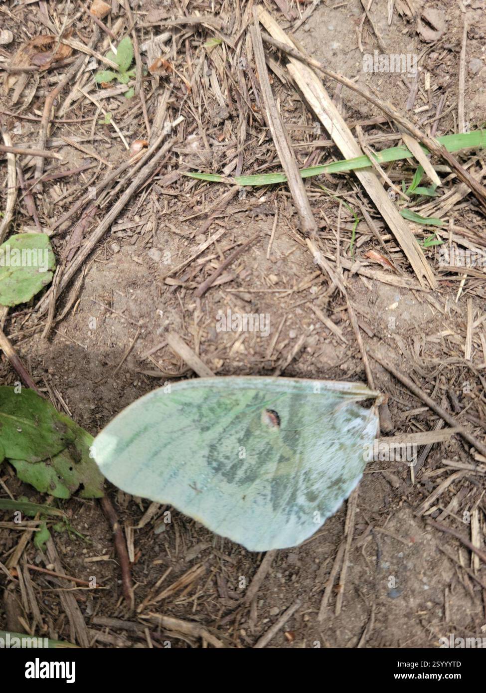 North American Luna Moth (Actias luna), Insecta, Shawsville, VA 24162 ...