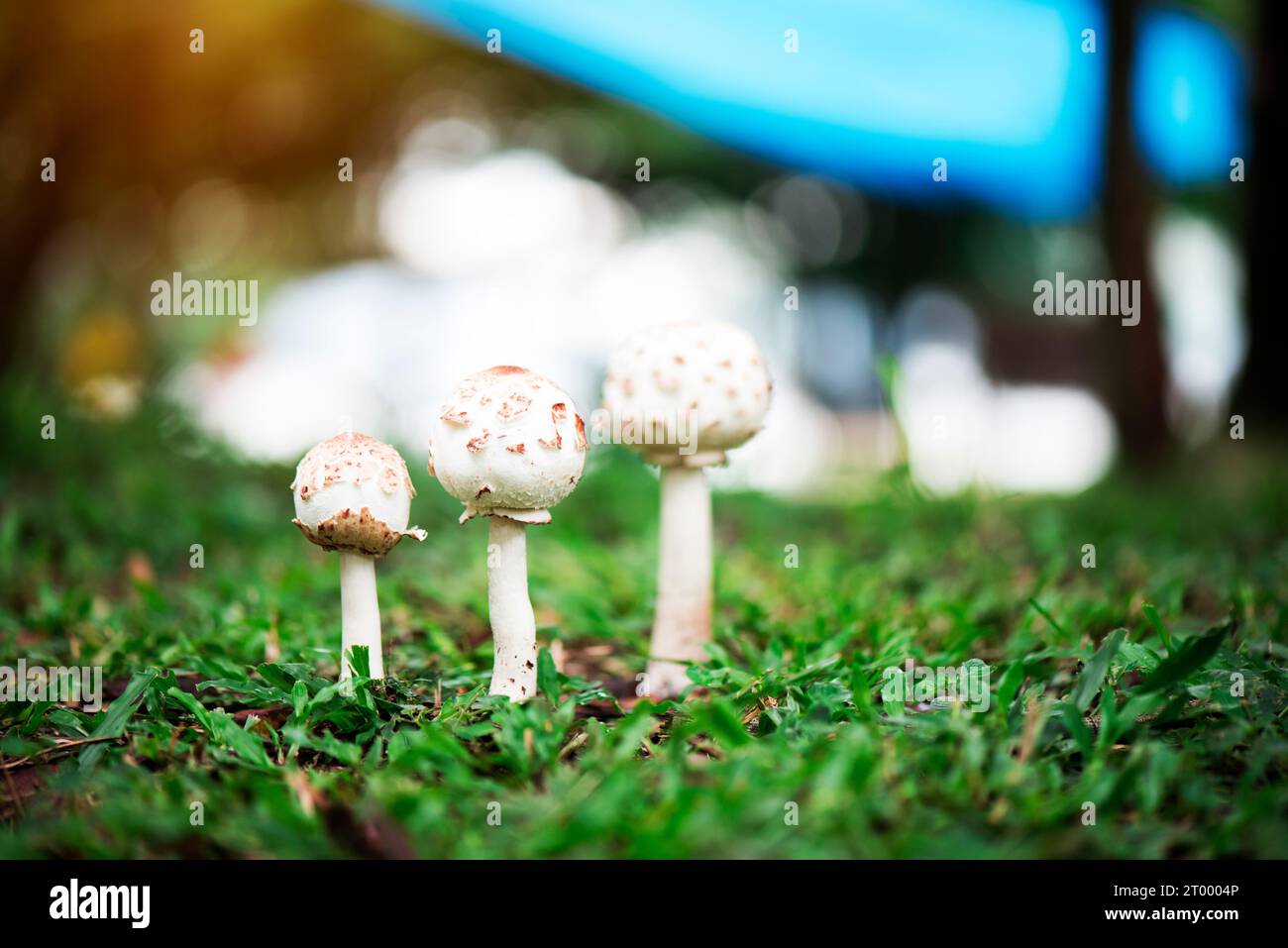 Puffball mushrooms growing on green grass in the forest after the ...