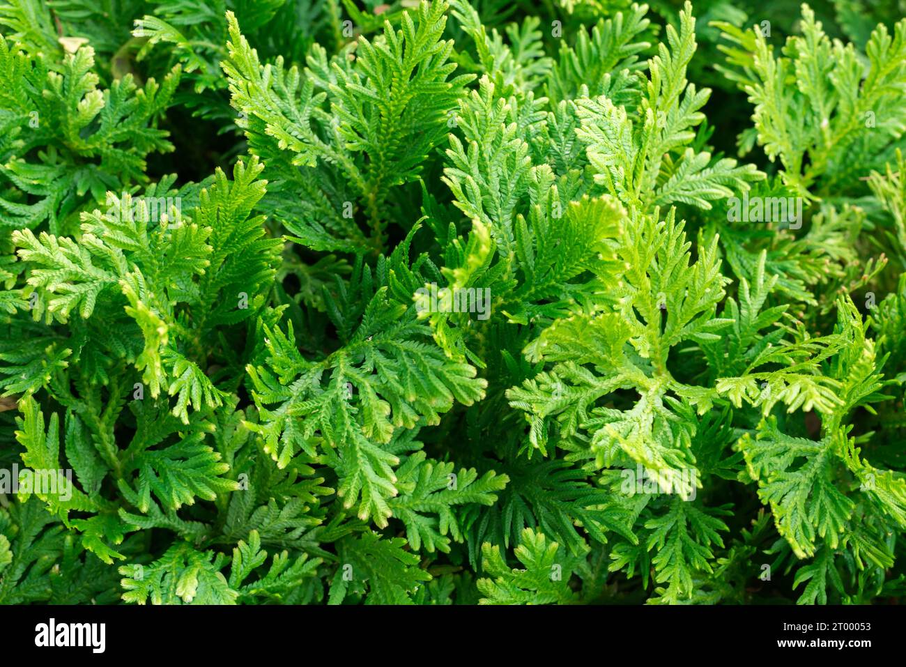 Green texture and clean plant leaves background wallpaper, Nature ...