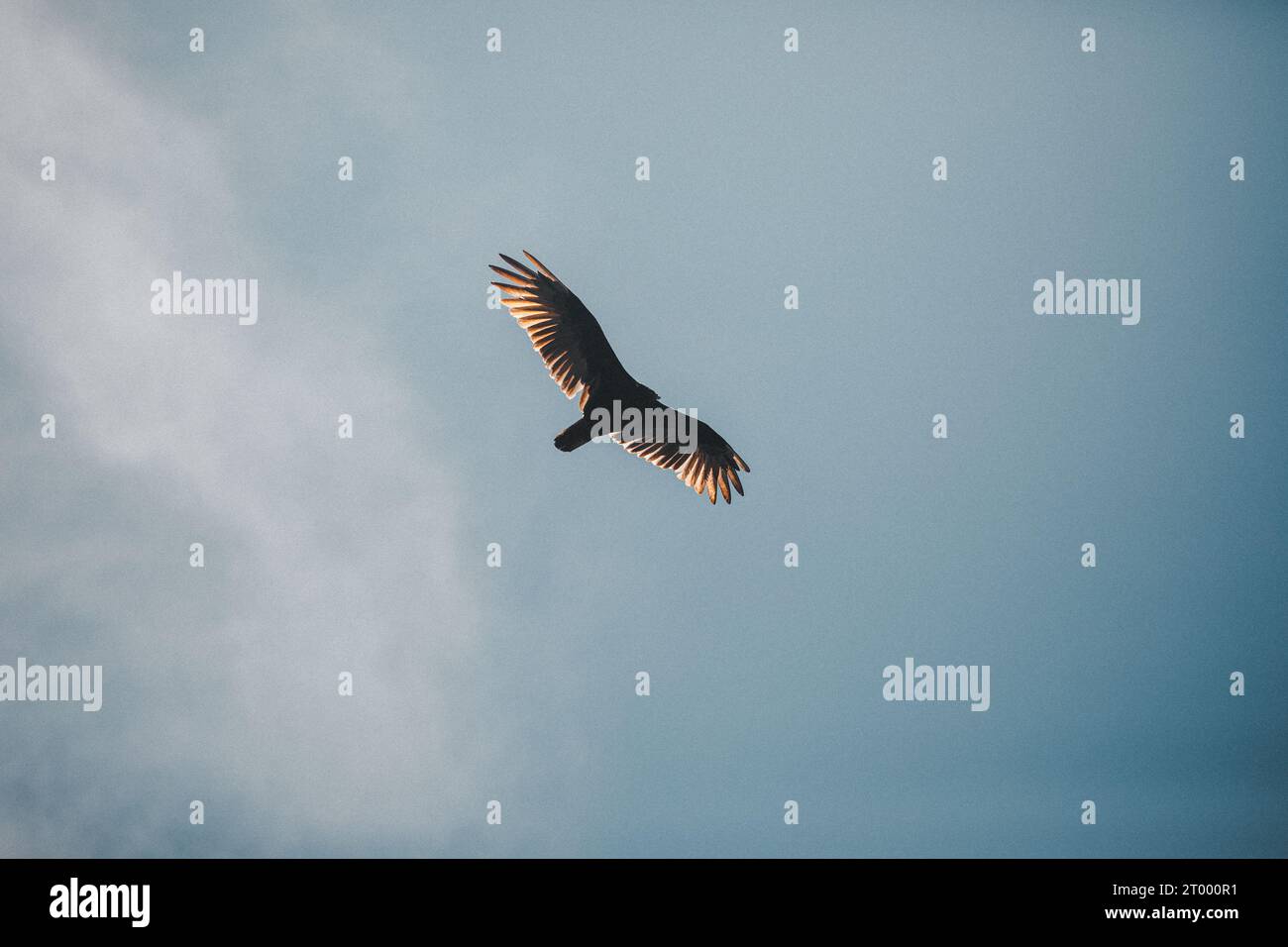 A low angle of a hawk flying above the coast of California Stock Photo ...