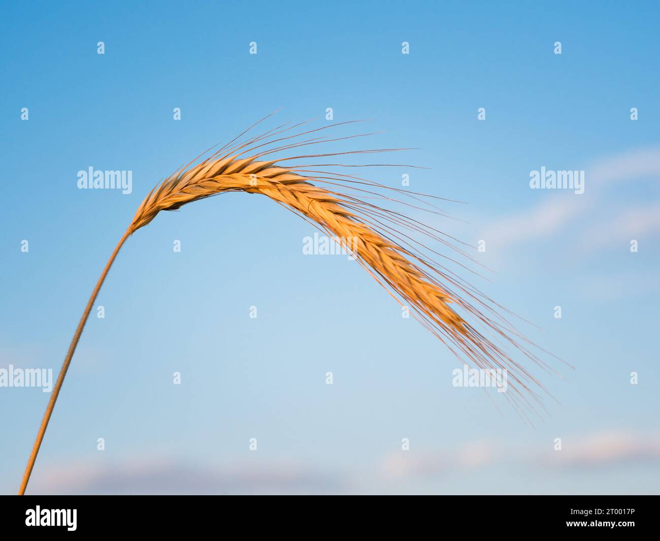 Blue sky and wheat hi-res stock photography and images - Alamy