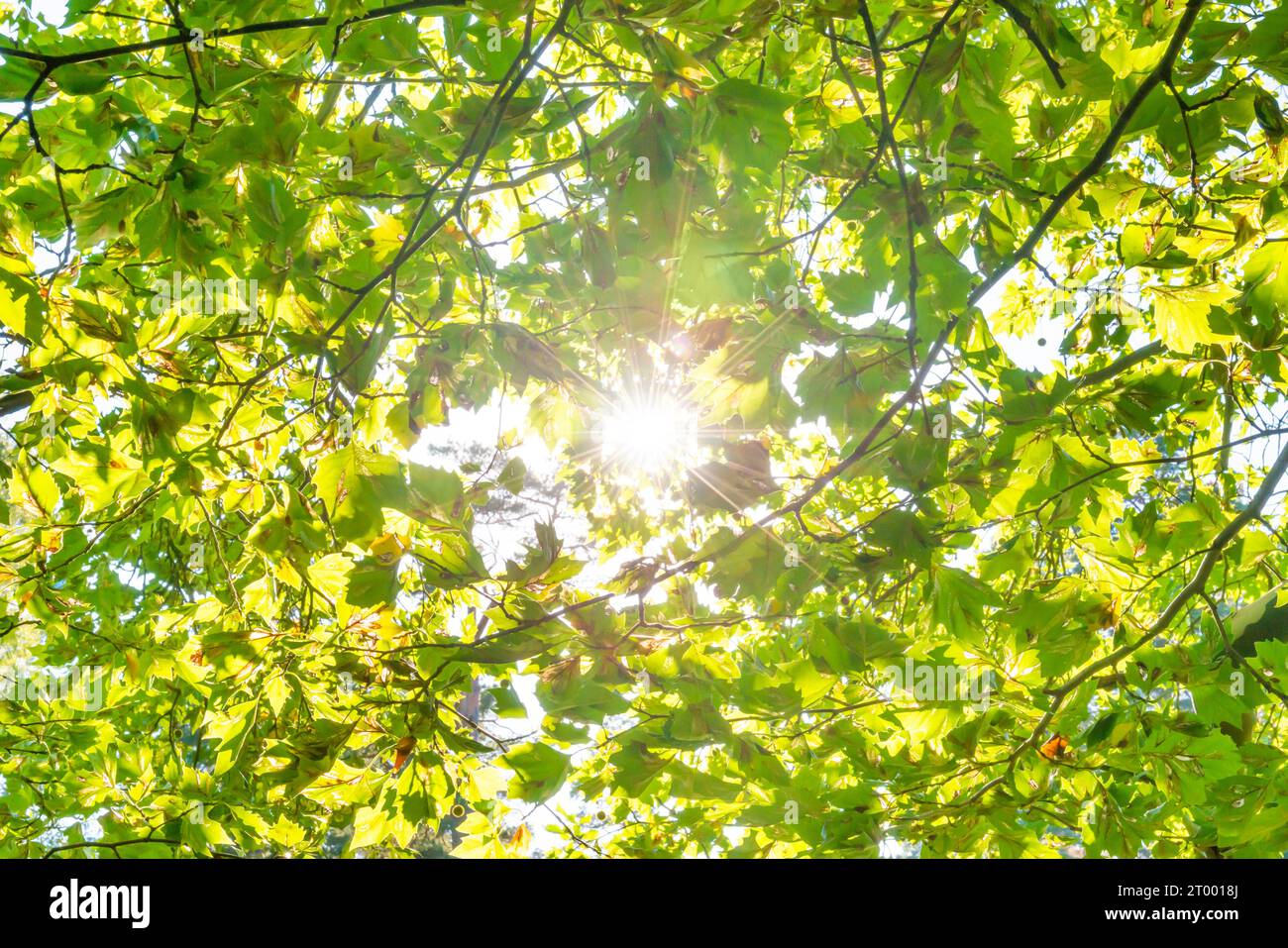 Green leaves and sun light Stock Photo - Alamy