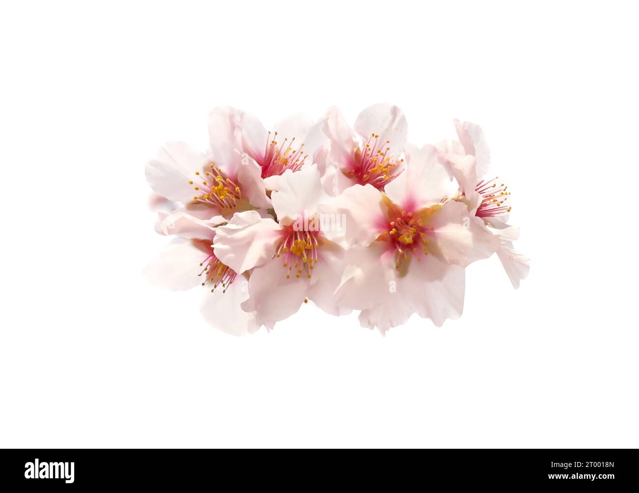 Light pink cherry Cut Out Stock Images & Pictures - Alamy