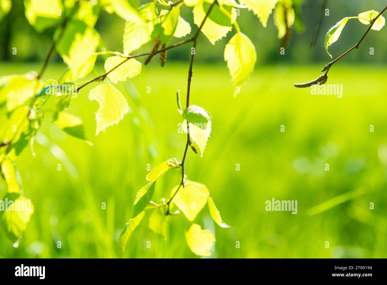 Beautiful green leaves soft hi-res stock photography and images - Alamy