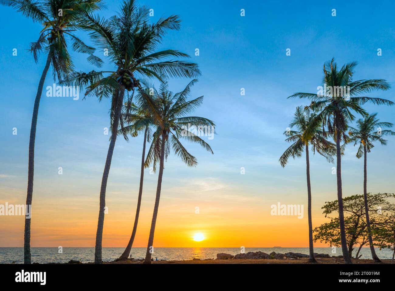 Sunset with palm trees on beach Stock Photo - Alamy