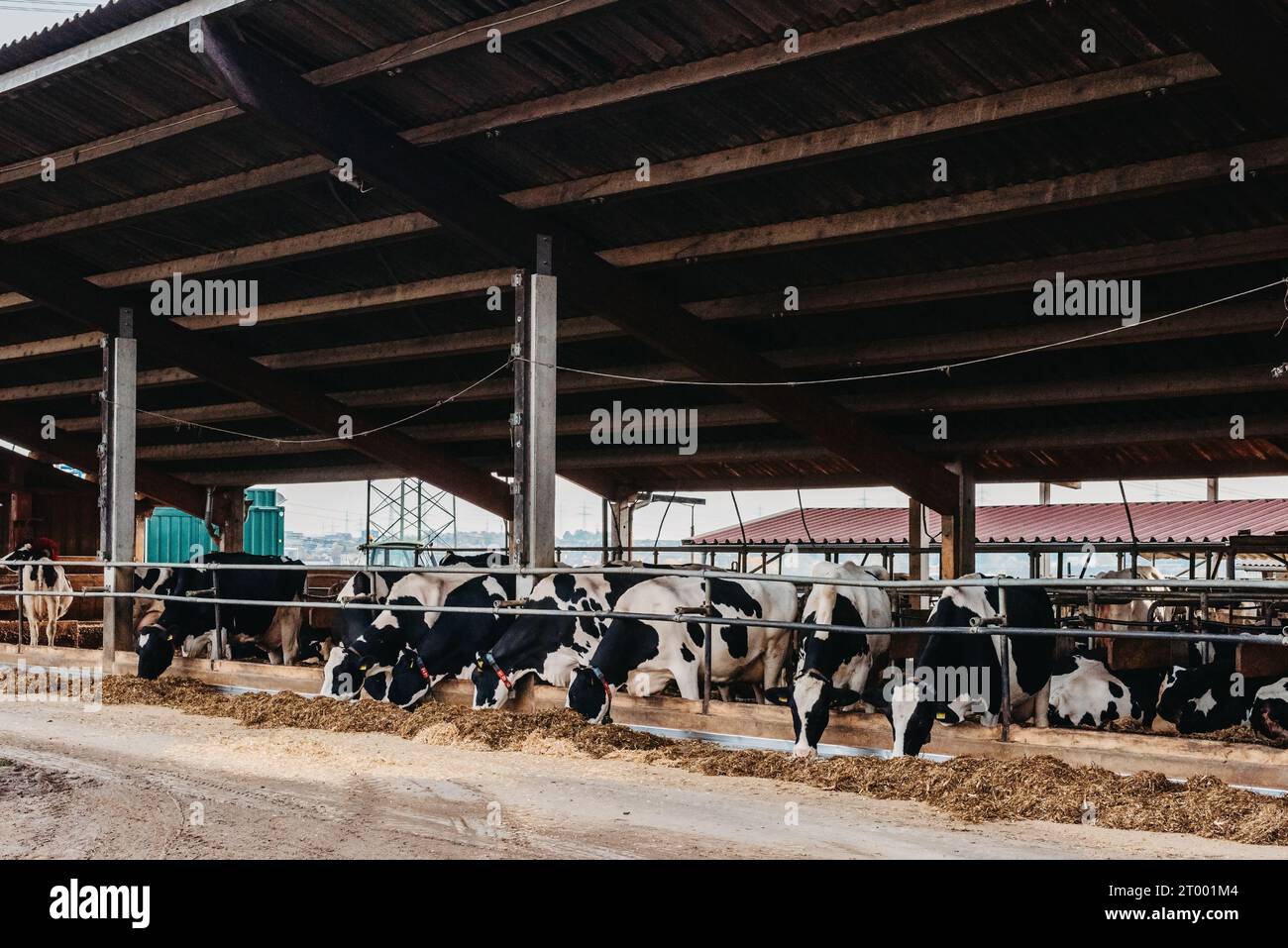 Calf cow in cage, caring on bio farm farming, feed hay grass silage pets, dairy cattle breeds ...